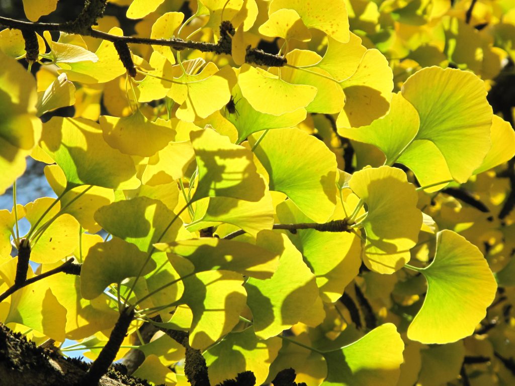 Ginkgo Biloba Extract May Boost Brain Health - Vitamins and Their Uses